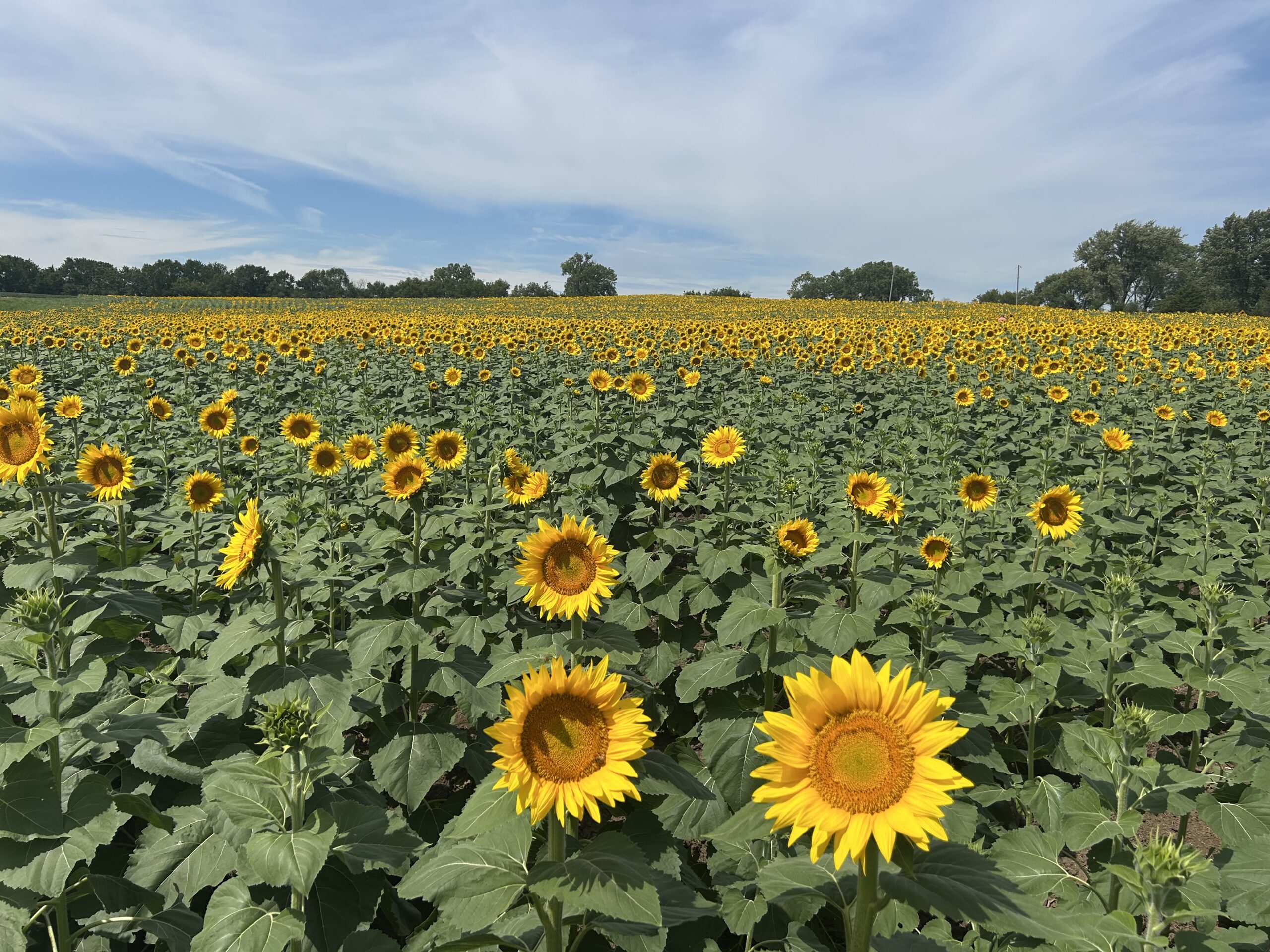 How Grinter Farms’ sunflower fields northeast of Lawrence bloomed into ...